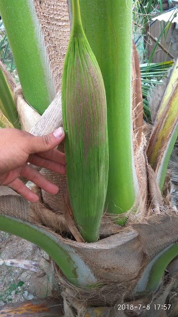 Pendebungaan kelapa pandan , coconut pollination