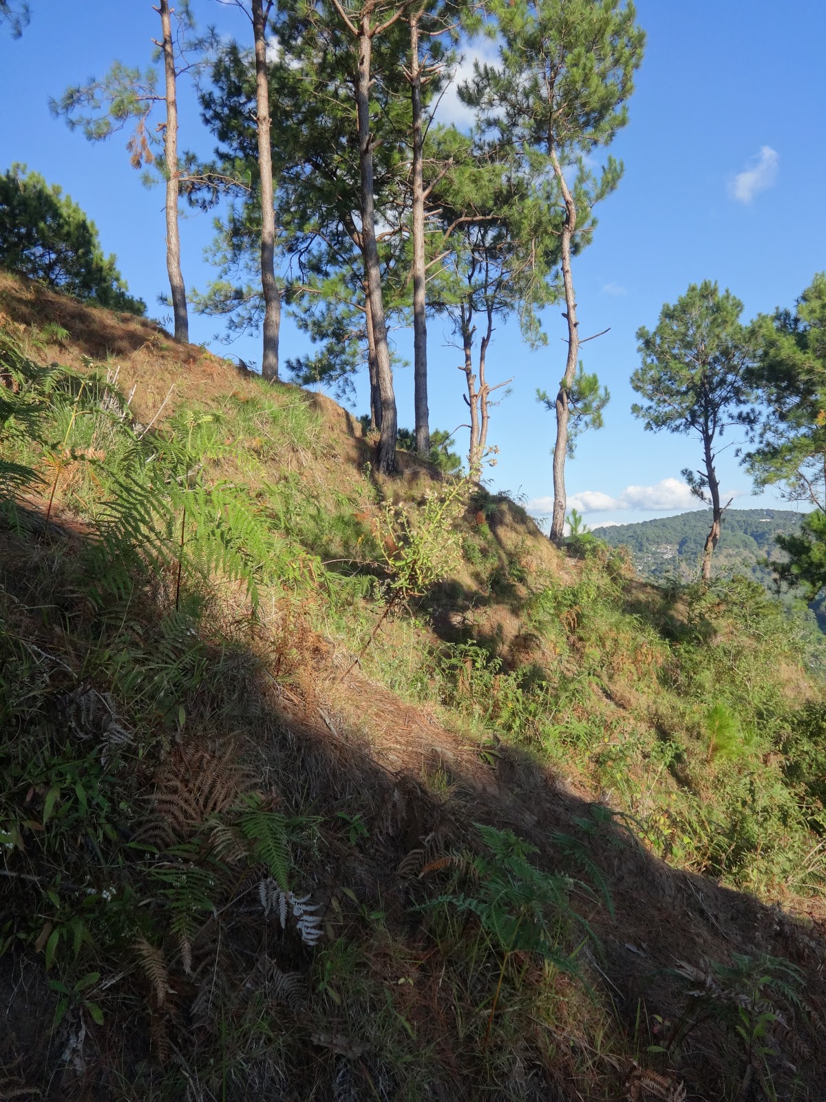 Herbs from Distant Lands: Laggera alata - Winged-Stem Laggera, Liu Leng ...