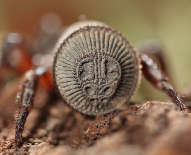 Egzotik Canlılar: Döşeme Kapağı Örümcekleri