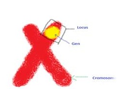 BIOLOGIA II 4°F 2012: 02/29/12
