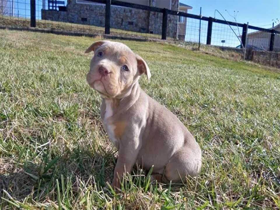 Cute Puppy Pictures of American Bully