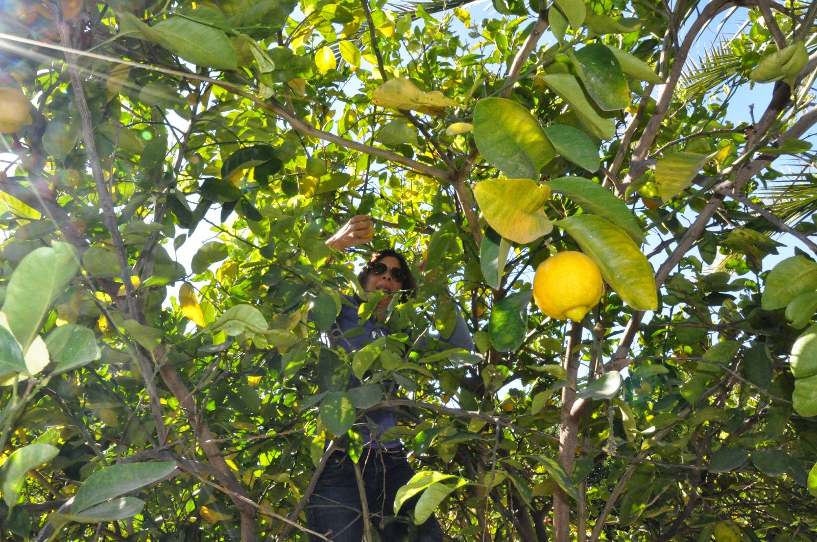 Dulce de Lima (mi preferido)