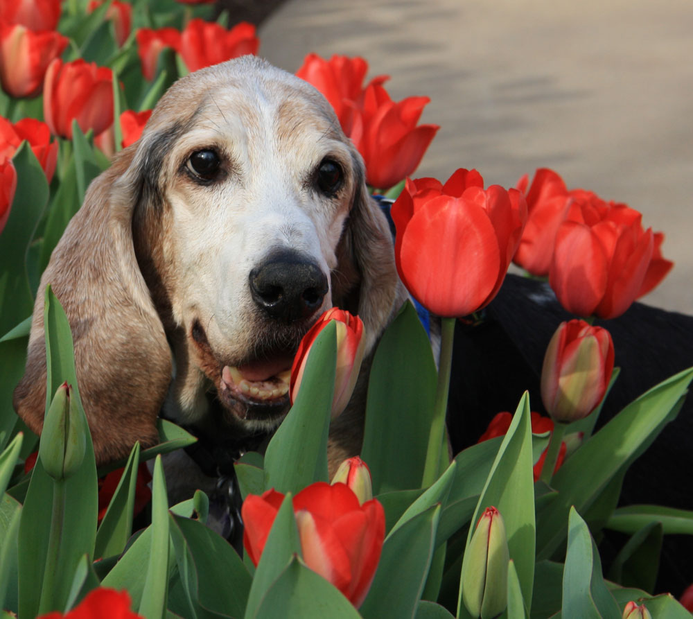 Jake's Takes: Basset Thoughts