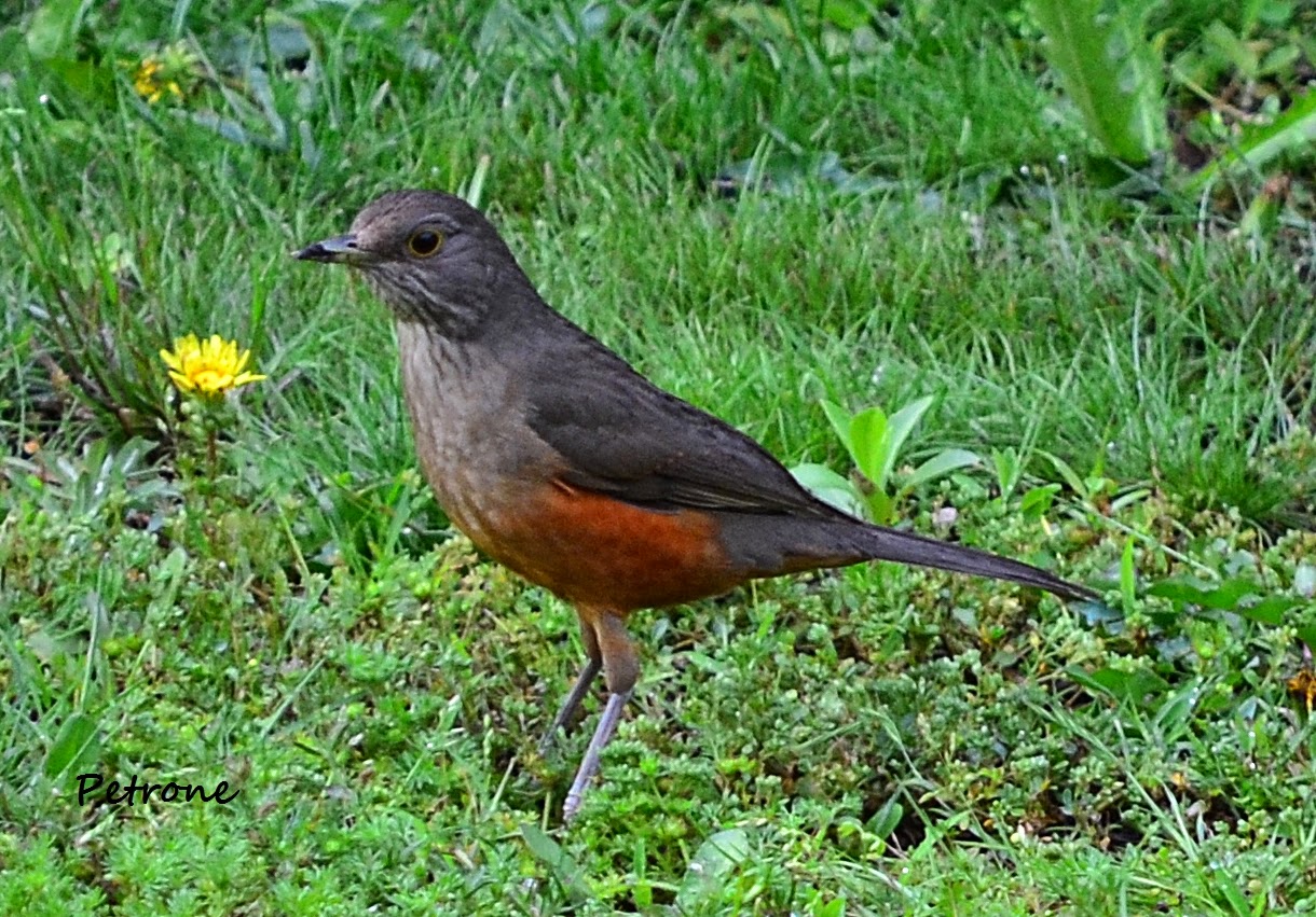 Aves de La Floresta: passeriformes marrón