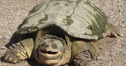 Family, Food and Firearms: Turtle nuggets