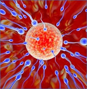 EL CAJON DE LOS CONOCIMIENTOS: GAMETO