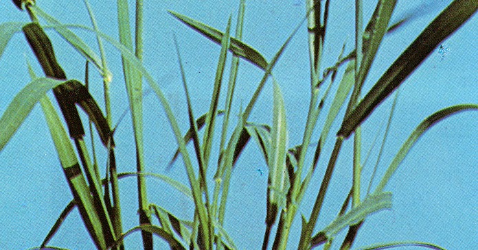 Weeds of Sri Lanka: බජිරි (Bajiri) Echinicholoa glabrescens