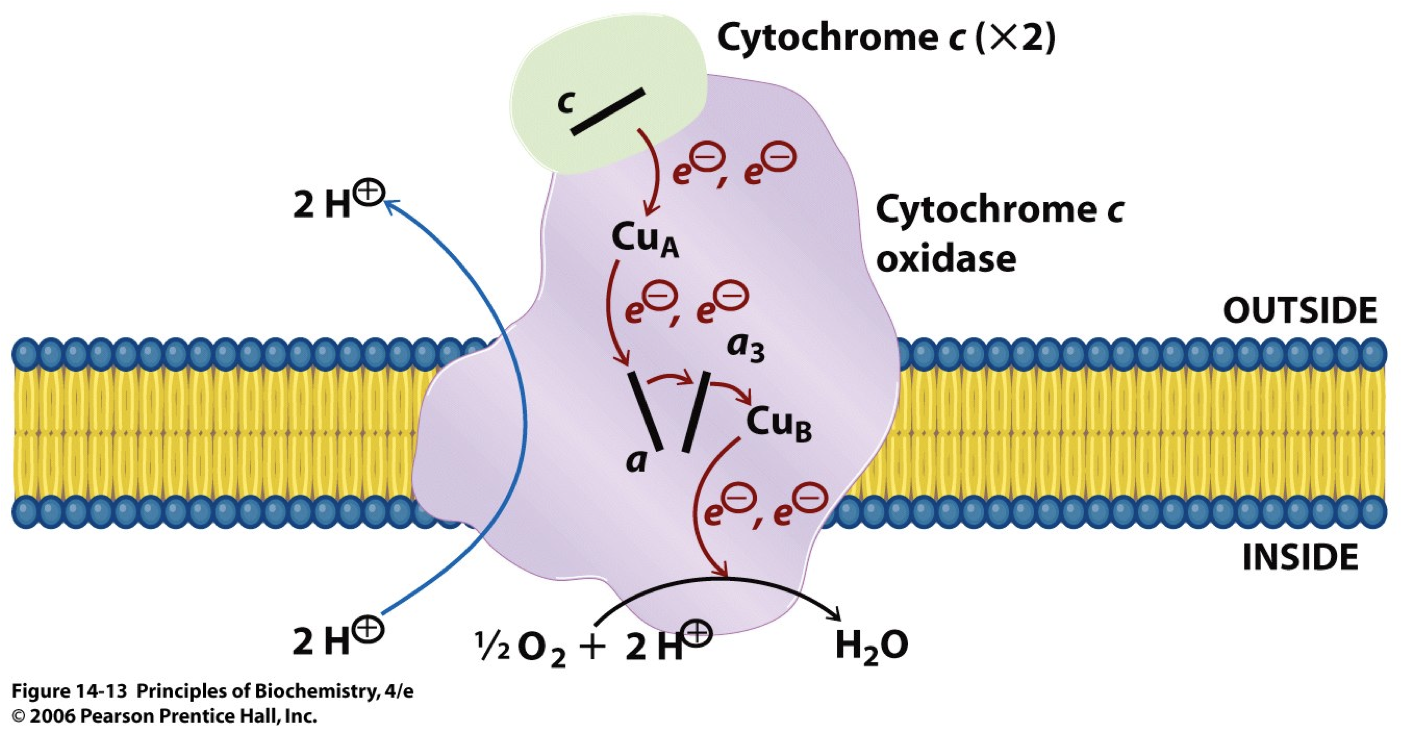 Ciencias de Joseleg: Complejo IV o citocromo c oxidasa