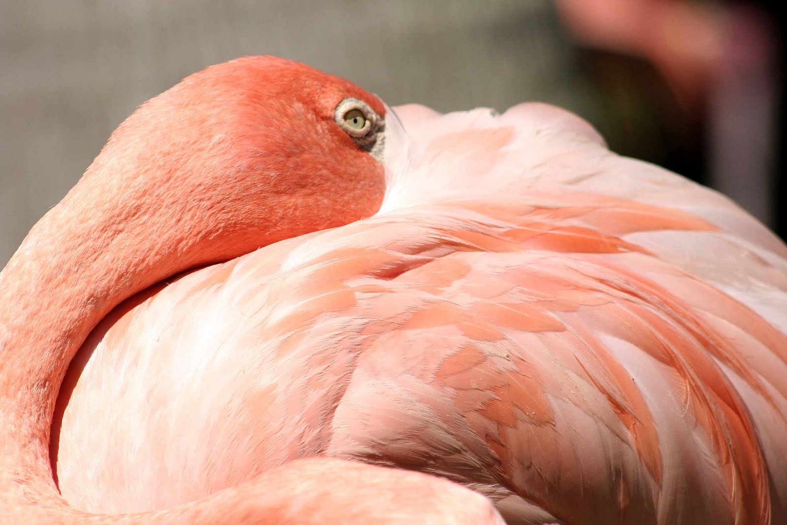 MadSnapper: flamboyance of flamingos