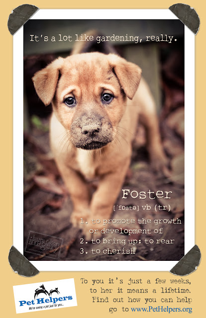 Of Animal Love: 2 Heartfelt 'Adopt a Pet' Posters