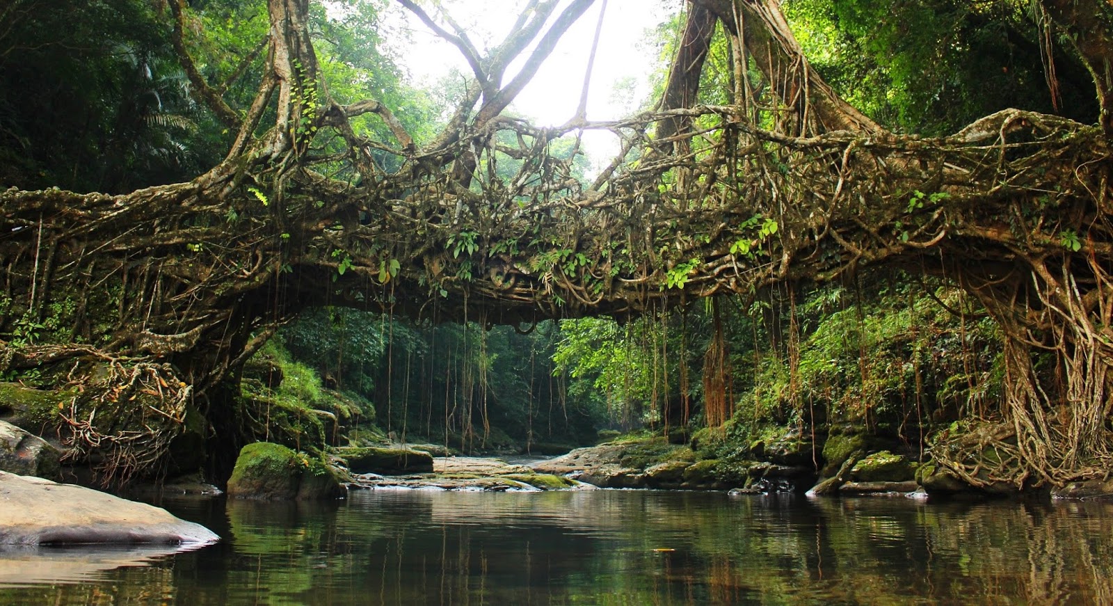 Arjunpuri in Qatar: Meghalaya's living root bridge