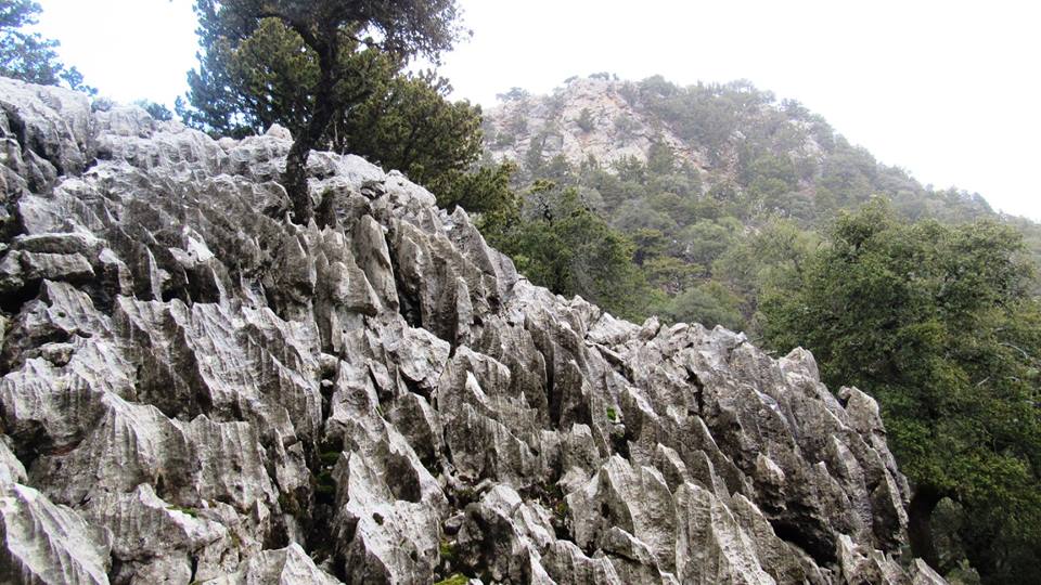 EXPLORE MOUNTAINS: ΣΤΟ ΚΥΠΑΡΙΣΣΟΔΑΣΟΣ ΚΡΙΤΣΑΣ ΓΙΑ ΤΗΝ ΠΑΓΚΟΣΜΙΑ ΗΜΕΡΑ ...