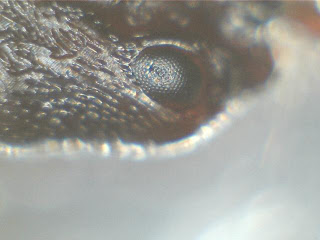 O MUNDO DOS INSETOS: FORMIGA VISTA NO MICROSCOPIO