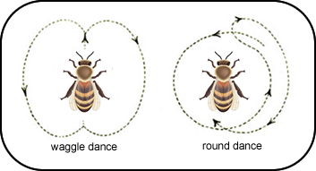 Buzzing Across America: Can Honeybees Talk?