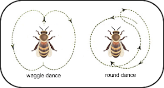 Buzzing Across America: Can Honeybees Talk?