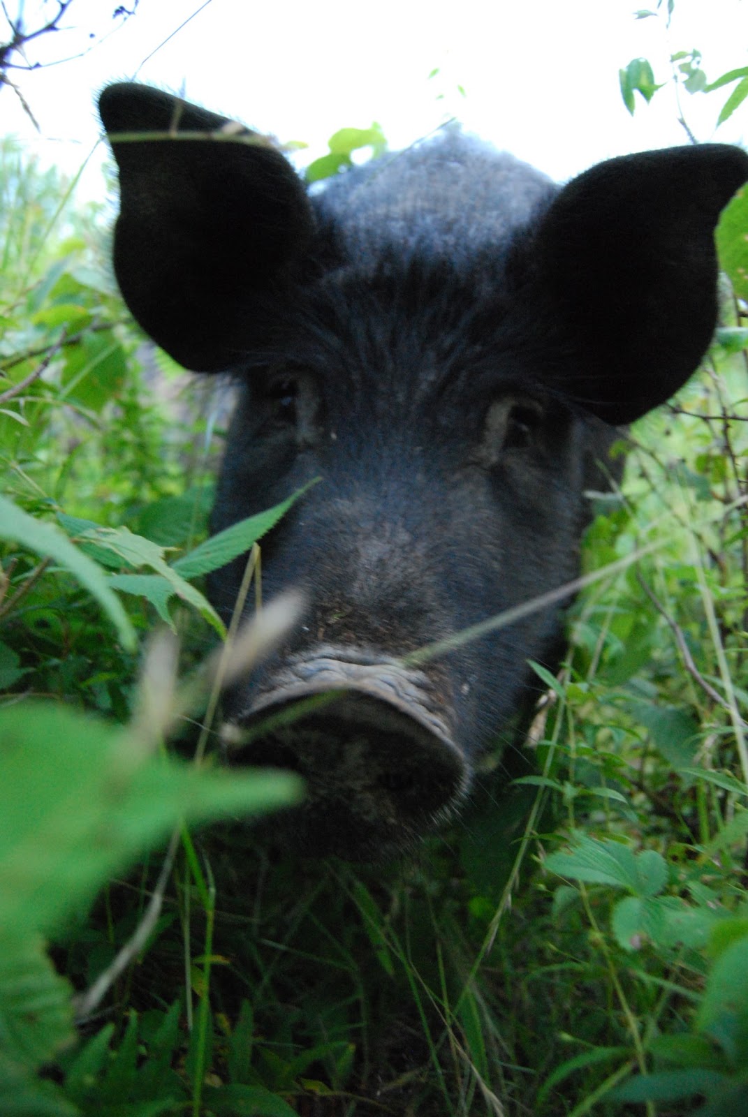Climbing Tree Farm: Mulefoot Hogs