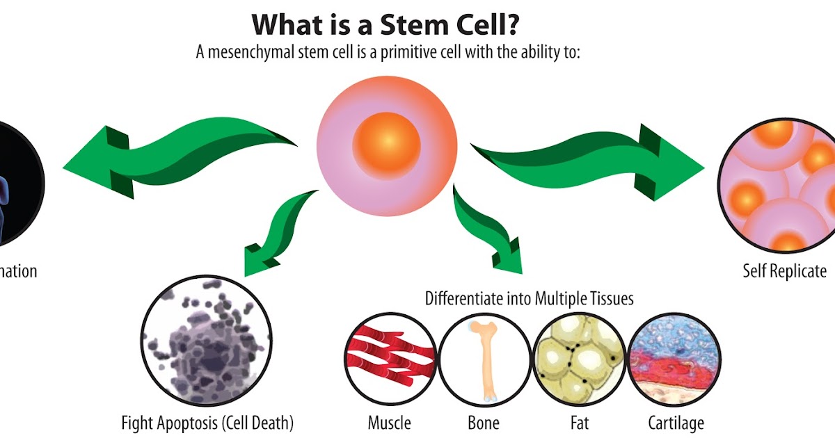 STEM CELL THERAPY - First Aid