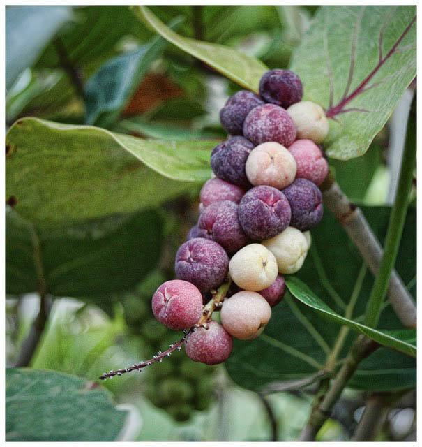 En las cosas más simples: Uvas de playa