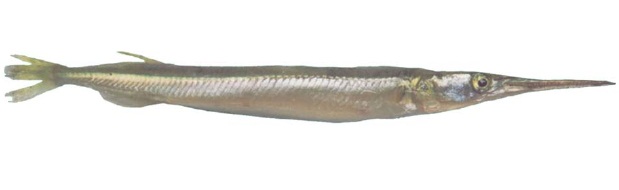 KERALA THE LAND OF RIVERS /FISHES WATERFALLS/ BEACH/ LAKE/ DAMS ...