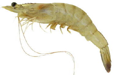 The Shrimp: El camaron