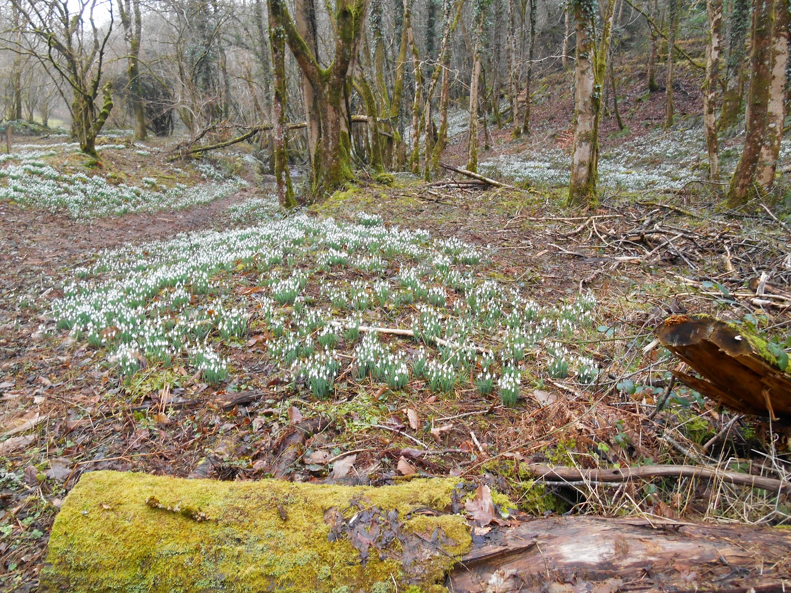 Off the Beaten Track in Somerset: Snowdrop Valley, Wheddon Cross, Exmoor