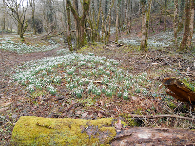 Off the Beaten Track in Somerset: Snowdrop Valley, Wheddon Cross, Exmoor