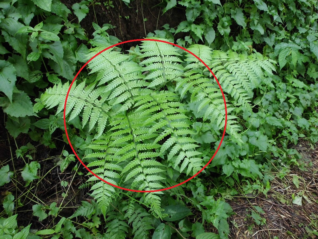 Inilah 7 Fakta Menarik Tentang Tanaman Pakis Yang Belum Banyak orang ...