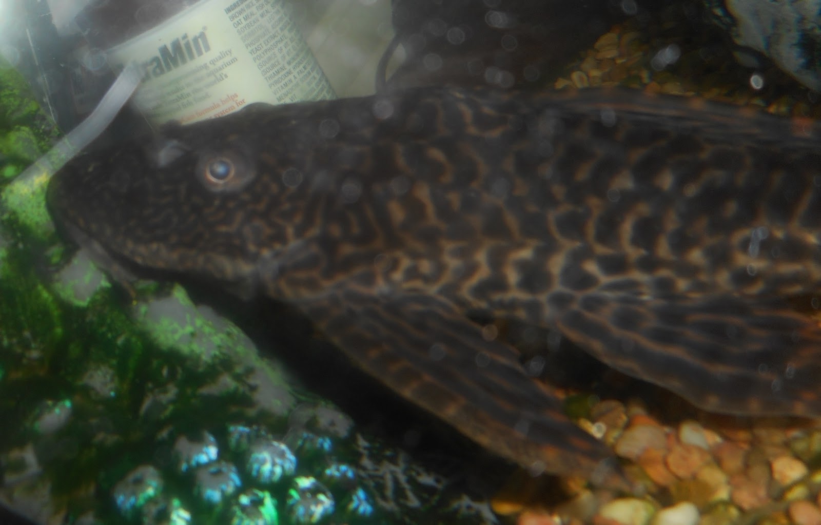 Broken Pawn: When Animals Caucus...