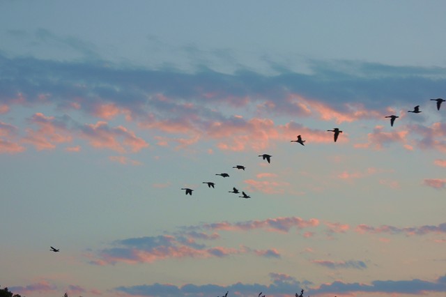 ERIC WILDER'S BLOGSPOT: Geese Flying South