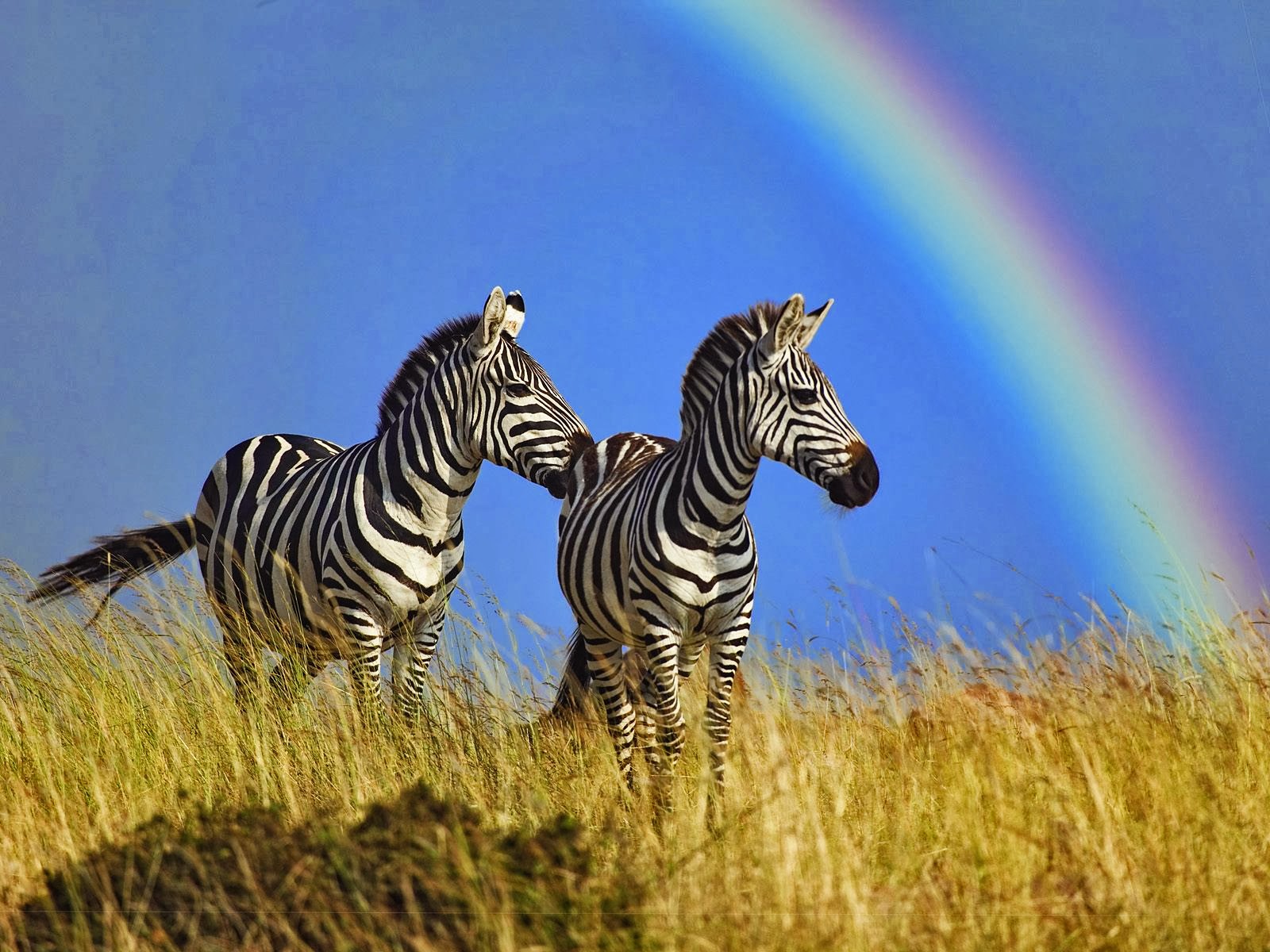 Andy foto natura: Cebras