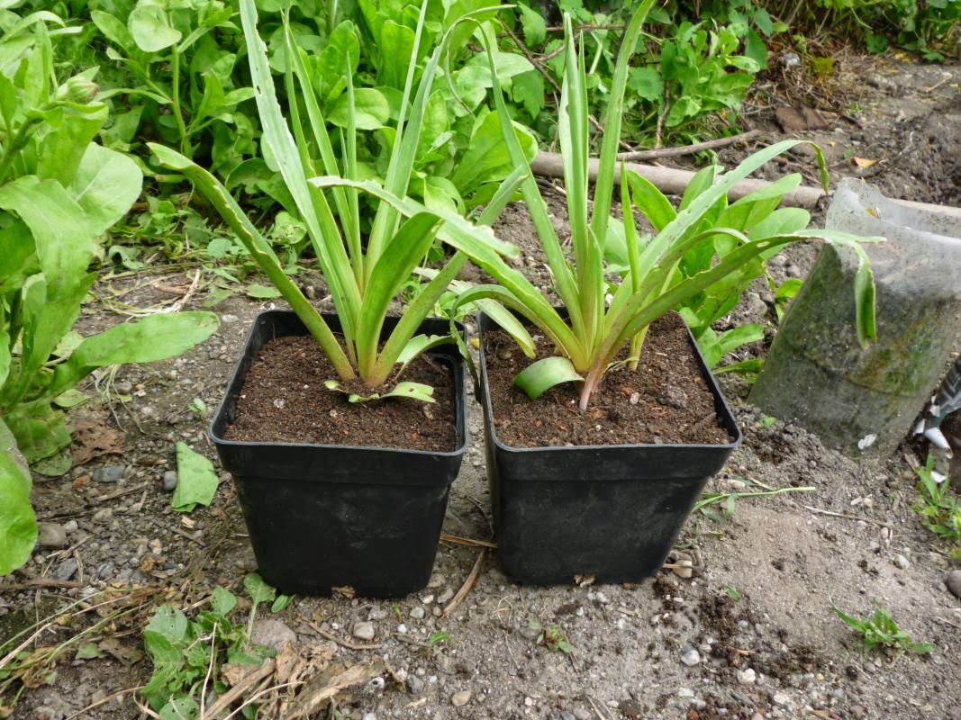 Seminte si plante de gradina hobby: Tuberoze-Polianthes tuberosa