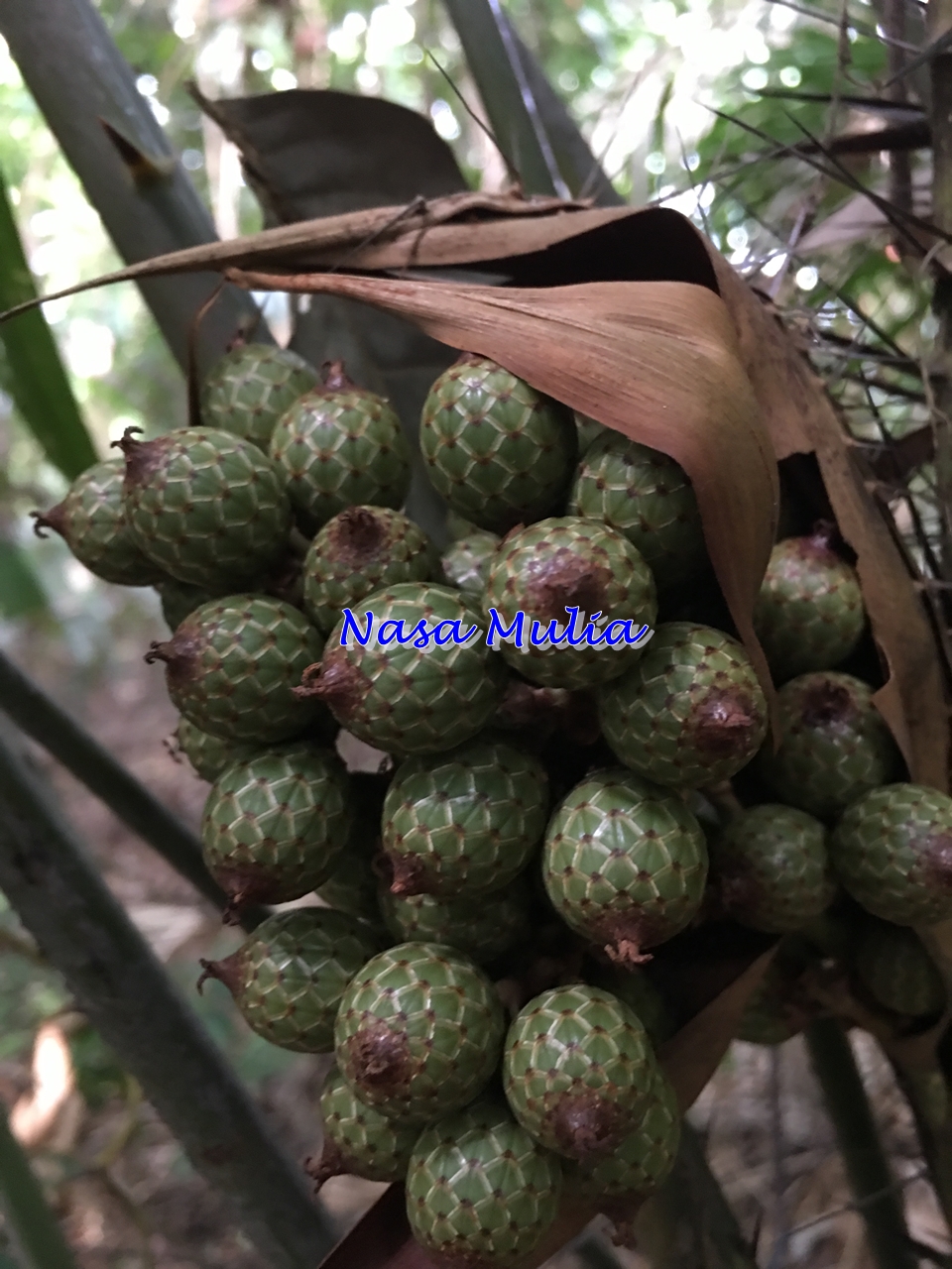 warna warni hidupku..............: Pokok Rotan