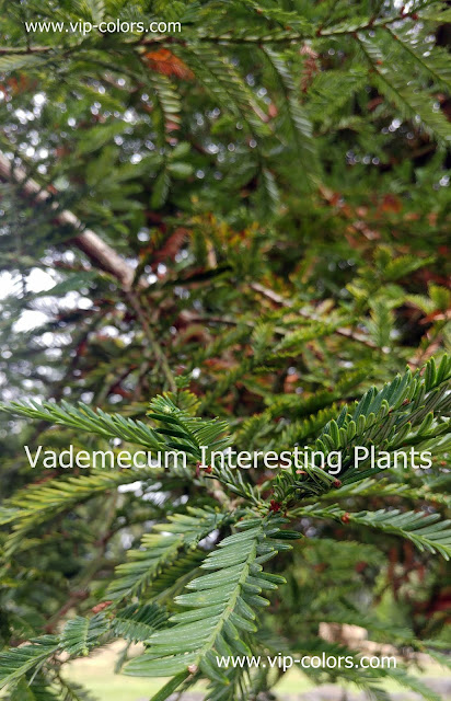 Vademecum Interesting Plants: Sequoia sempervirens - Sekwoja ...