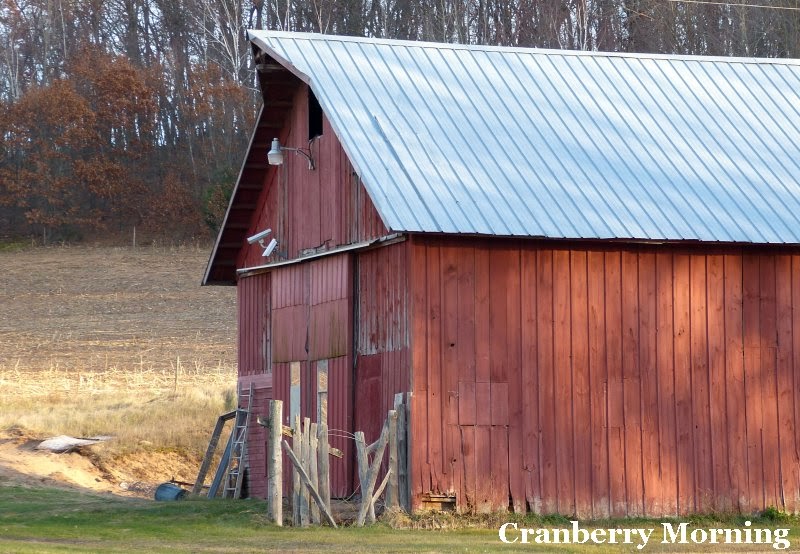 Cranberry Morning: Highland Cattle, Wisconsin Barns, Remember November