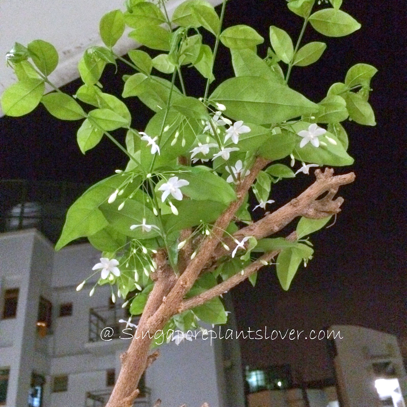 Singapore Plants Lover: Growing Shuimei (Wrightia Religiosa)