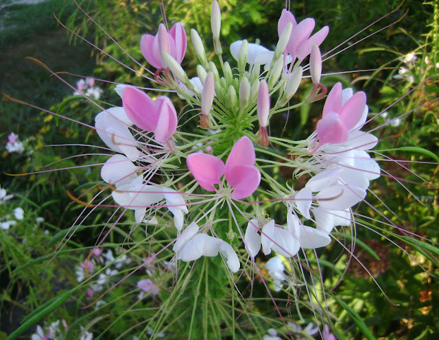 Prairie Rose's Garden: September Bloom Day