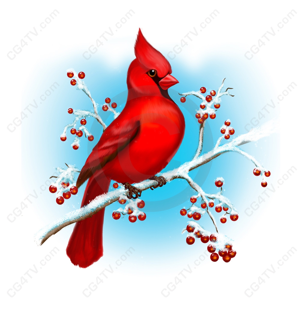 Wild life: Beautful Cardinal wallpaper | wild birds
