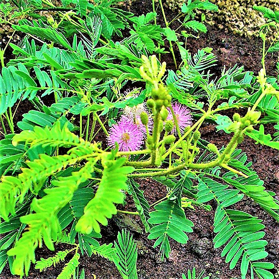 Plants & Gardens in Colonial & Early America: Plants in Early American ...