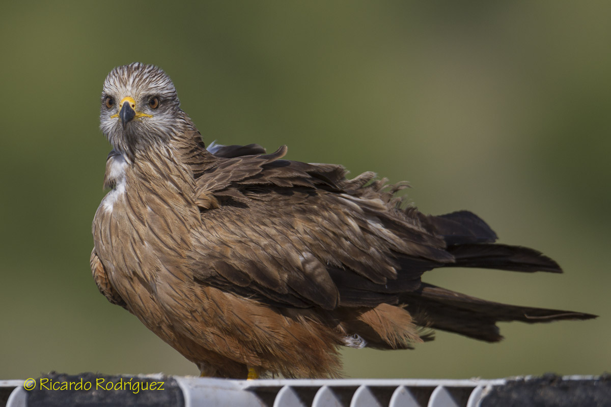 Aves Ricardo Rodriguez: Milano negro (Milvus migrans)