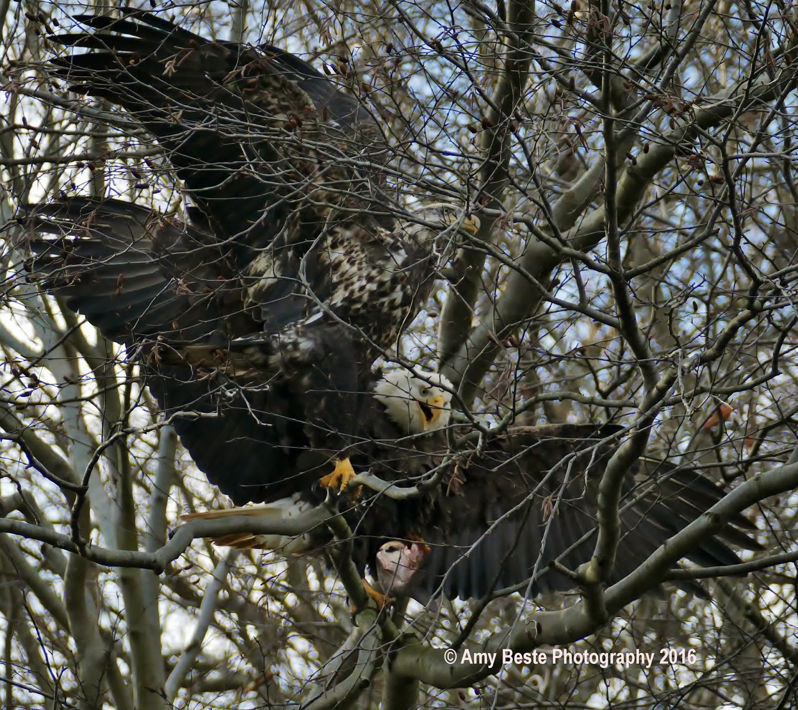 Through Amy's Eyes - Photography by Amy Beste: Screaming Eagles