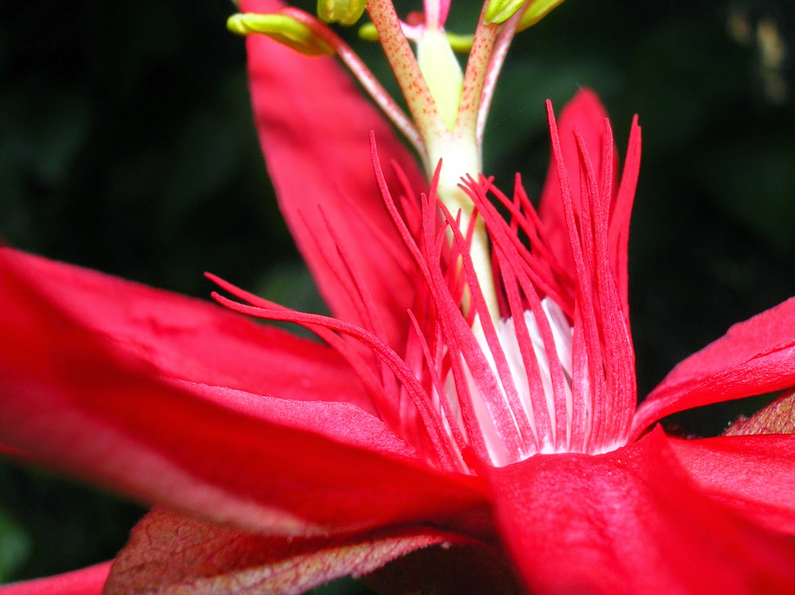 Recregarden: PASSIFLORA COCCINEA