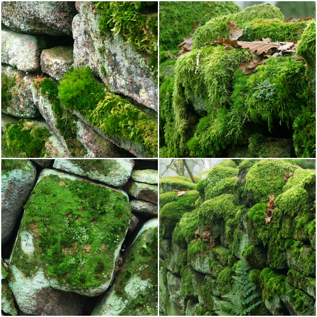 Photography for mortals: Creating a panel of 4