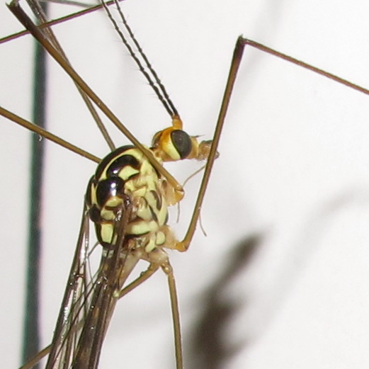 BugBlog: Black and Yellow Cranefly