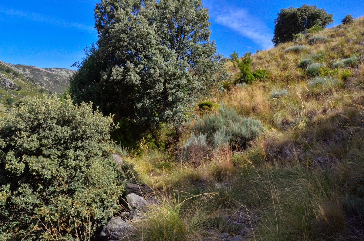 ALMANAQUE NATURAL: Los Encinares de Gredos