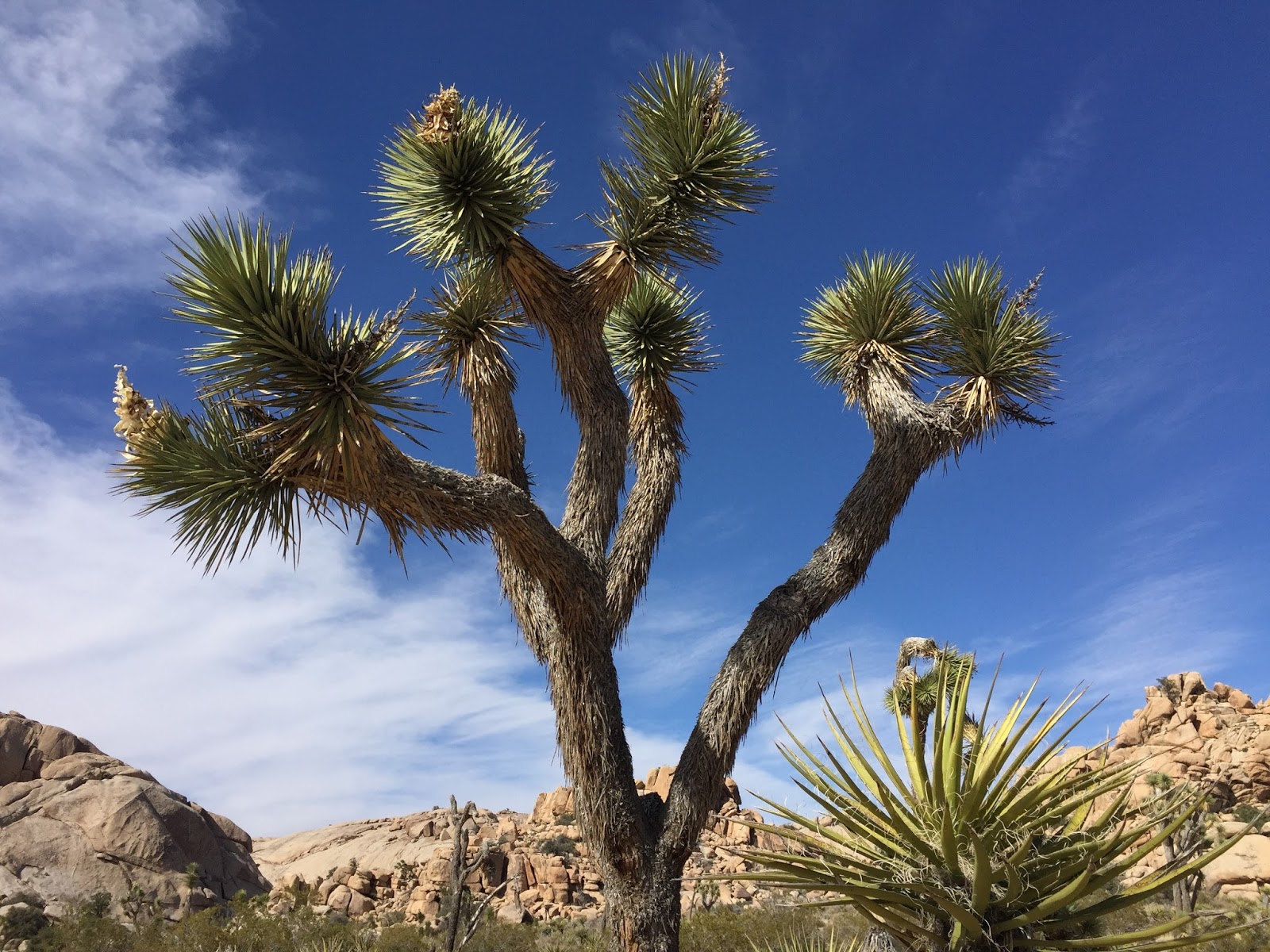 Junior Rangering: Junior Ranger Review: Joshua Tree National Park
