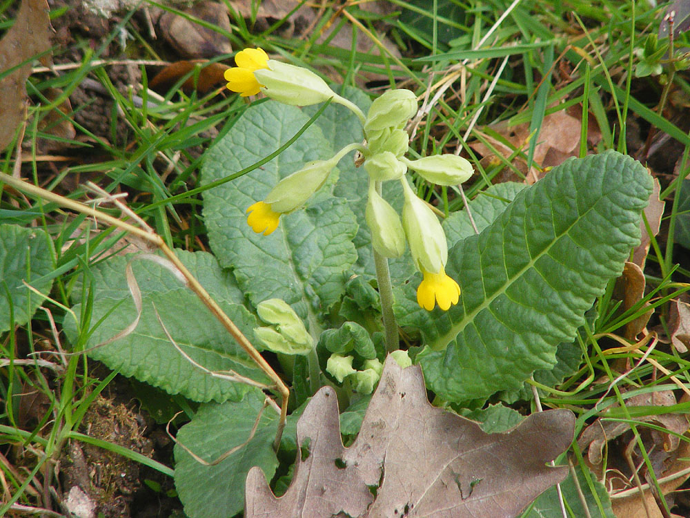 Days on the Claise: First Cowslip 2019