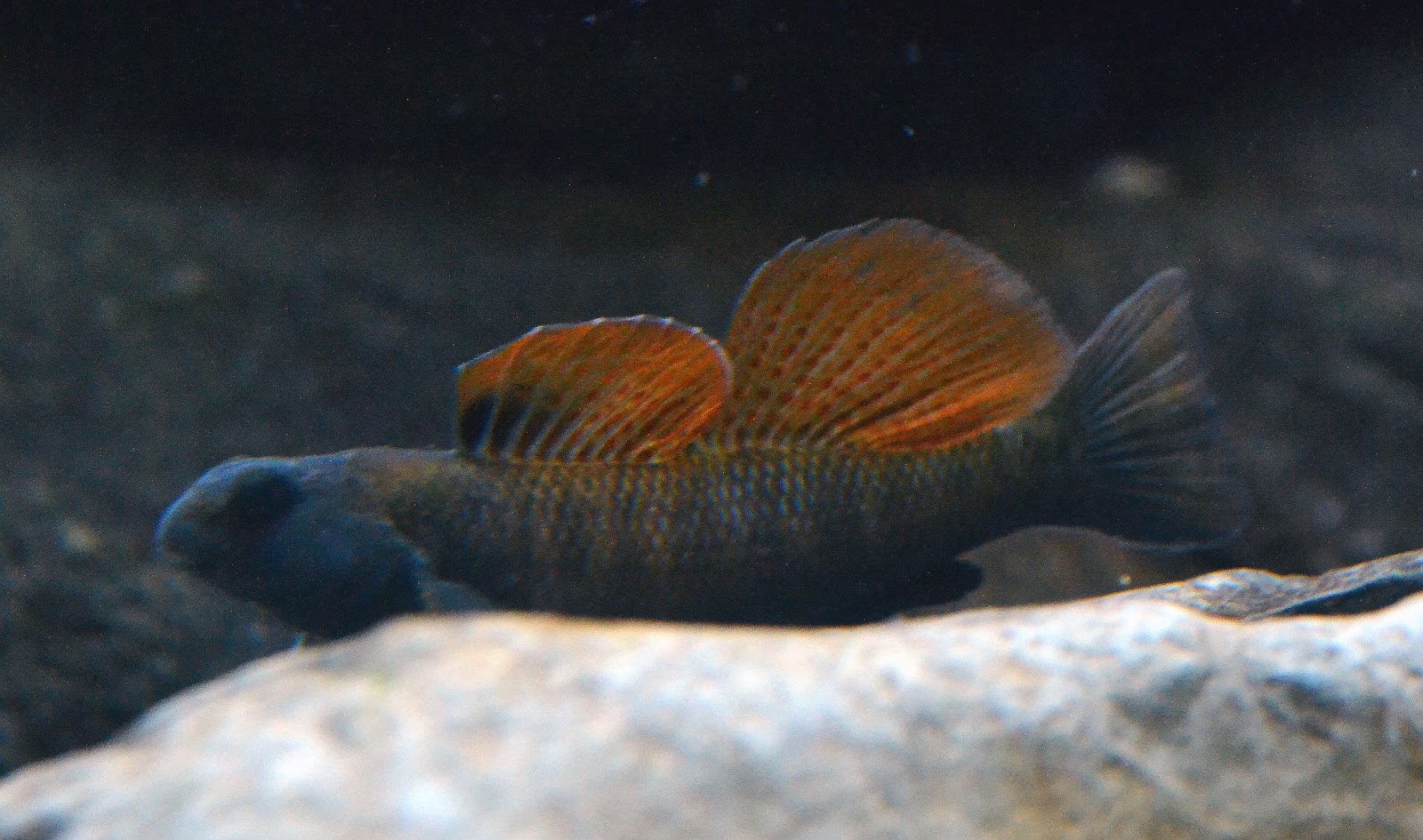 Longfin darters | Virginia Living Museum
