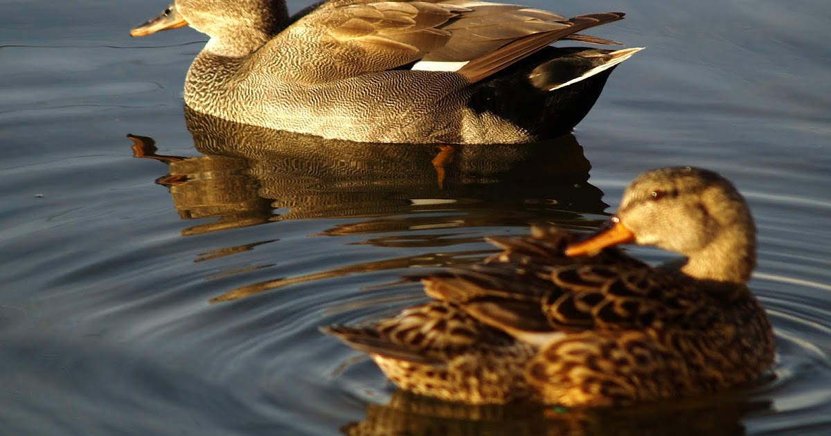 Avistabirds: ánade friso (anas strepera)