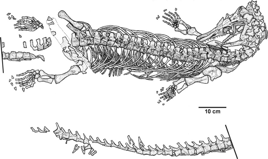 Waxing Paleontological: Marine Snouters of the Triassic