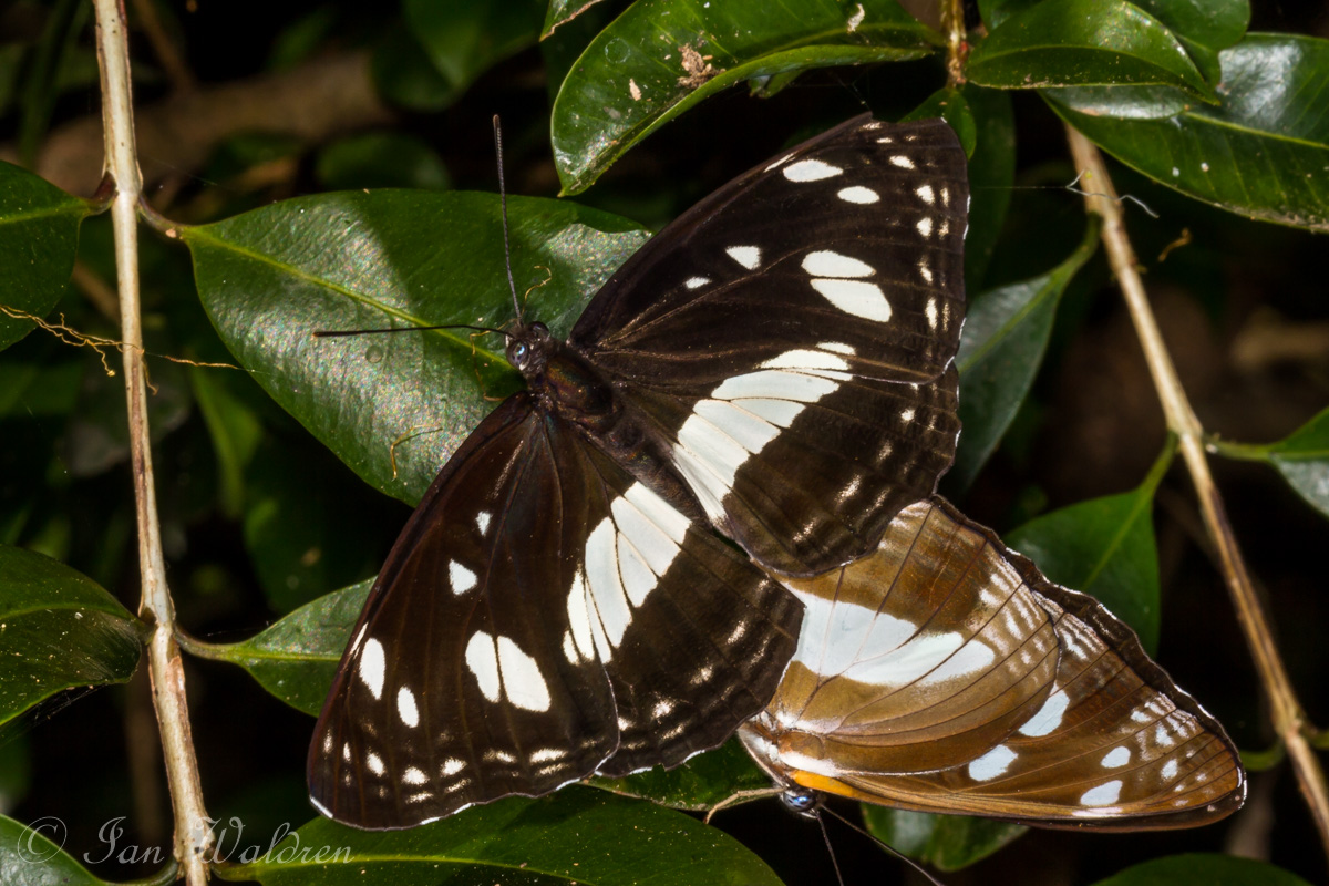 WILD TROPICAL QUEENSLAND: Butterflies